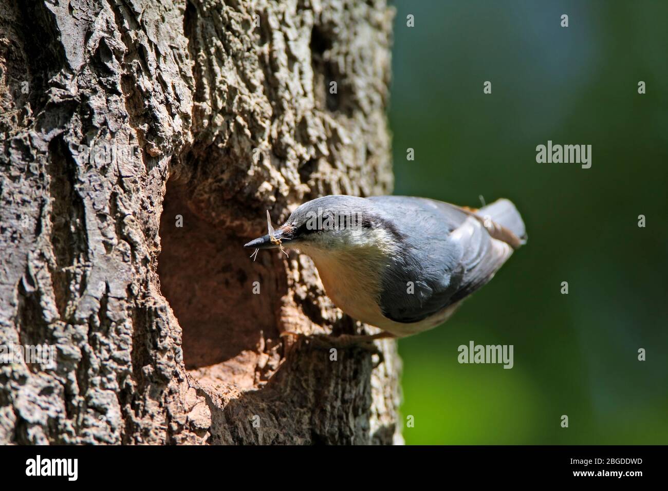 Nuthatches High Resolution Stock Photography and Images - Alamy