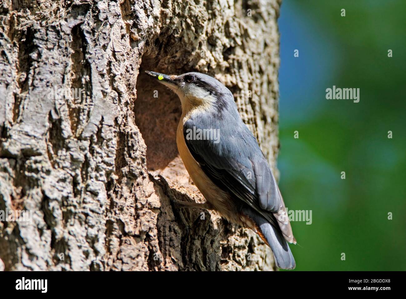 Nuthatches High Resolution Stock Photography and Images - Alamy