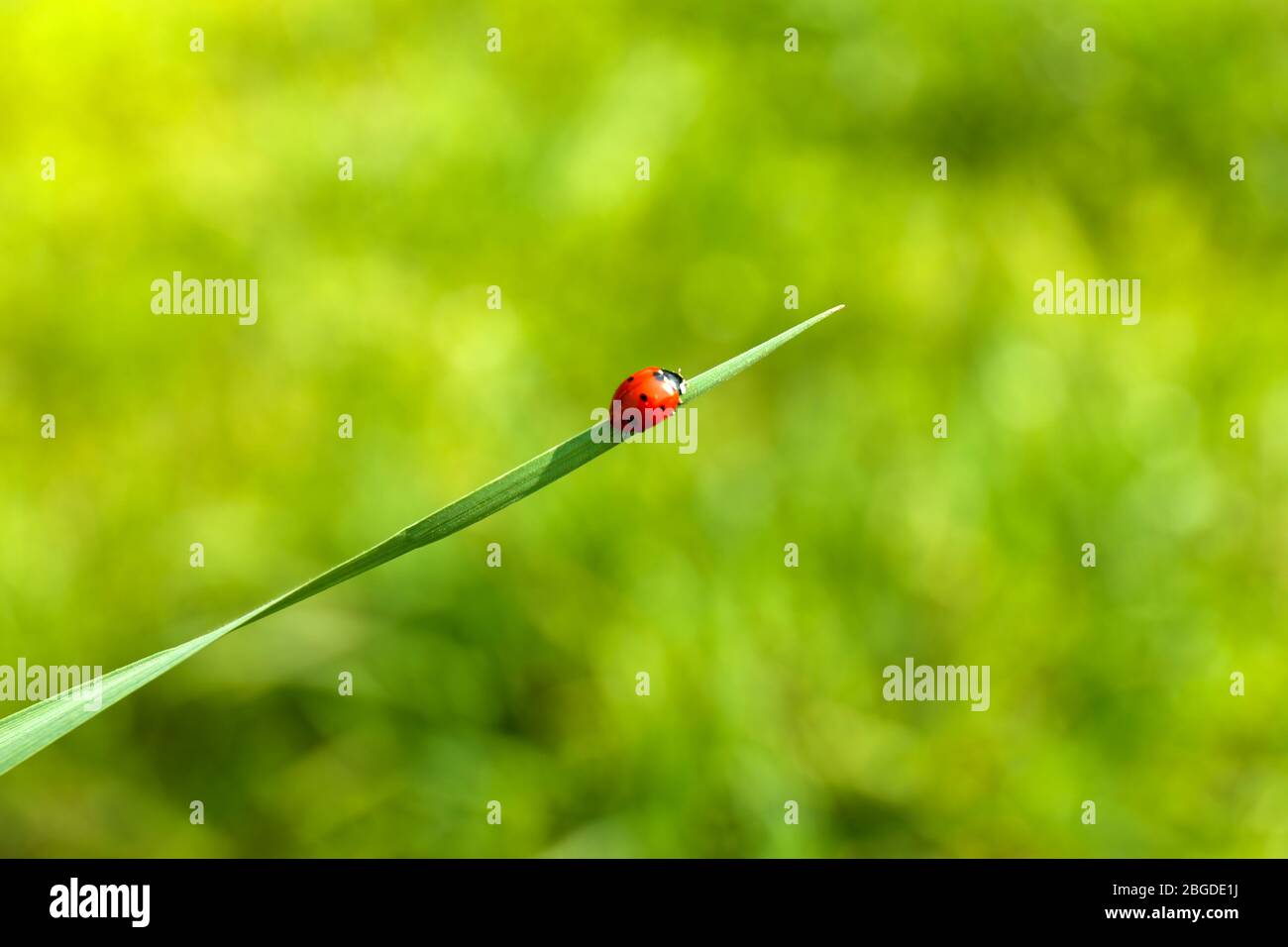 Beautiful spring grass outdoors Stock Photo - Alamy