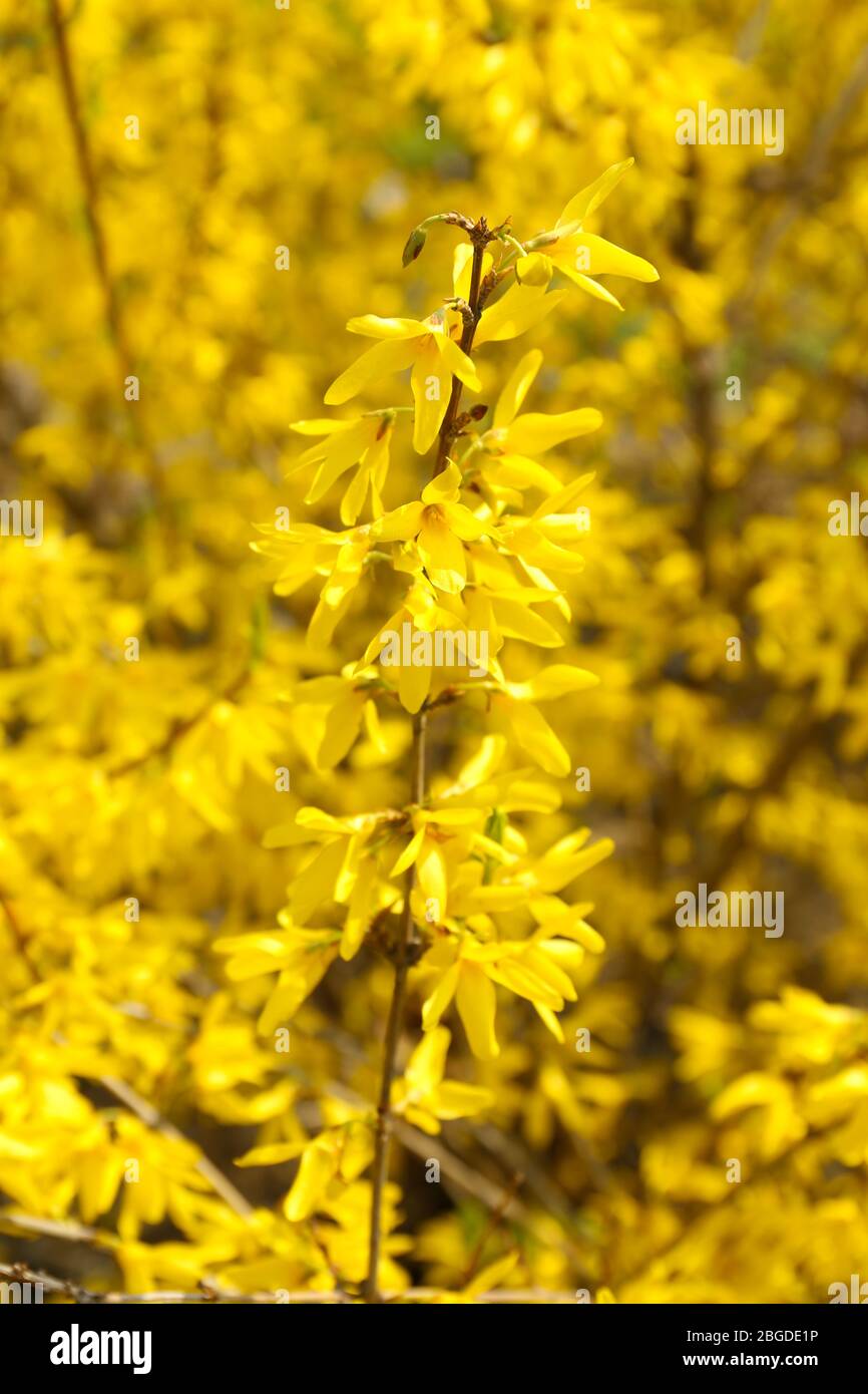 Beautiful forsythia hi-res stock photography and images - Alamy