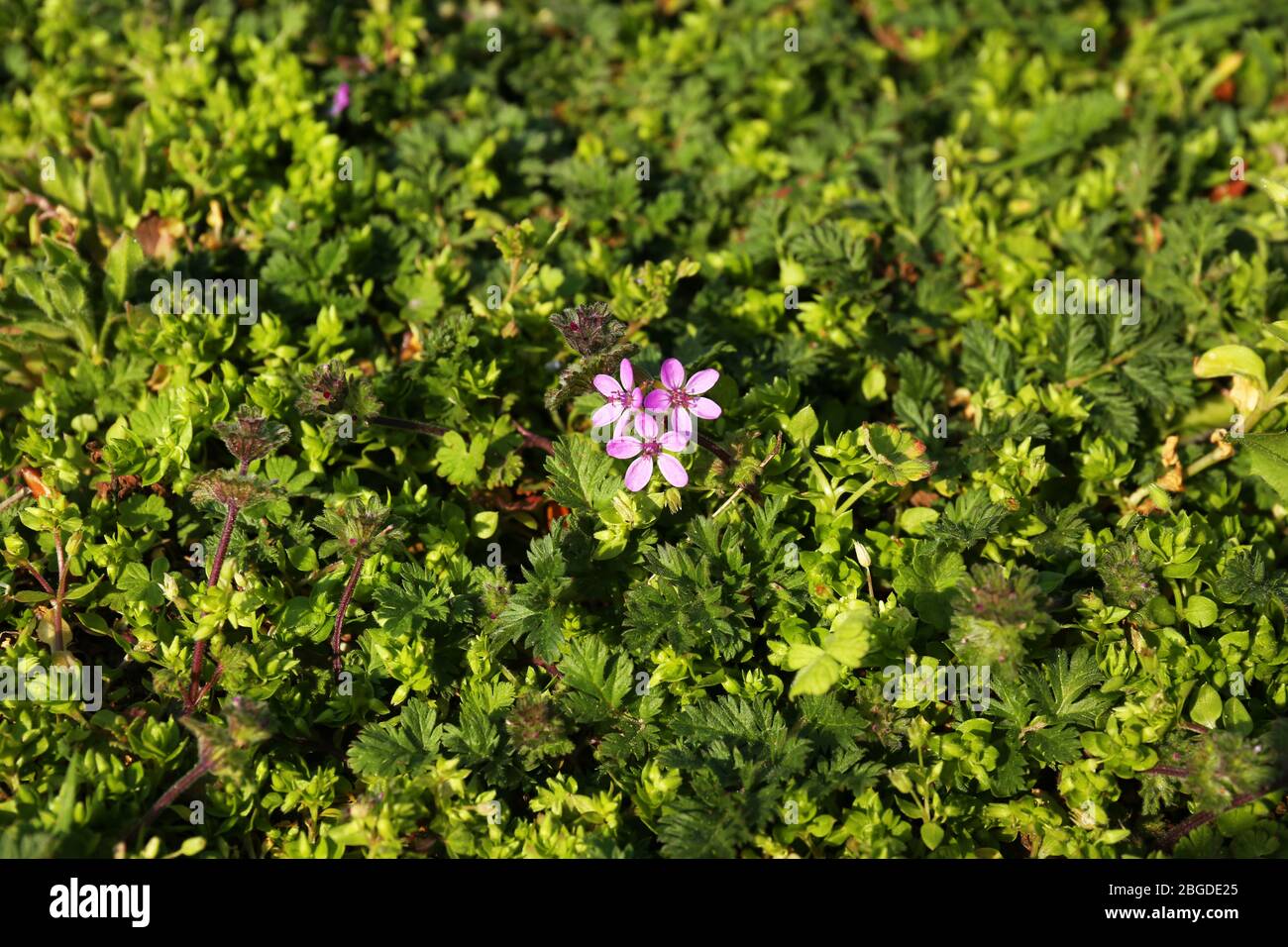 Beautiful spring grass with small flowers outdoors Stock Photo - Alamy