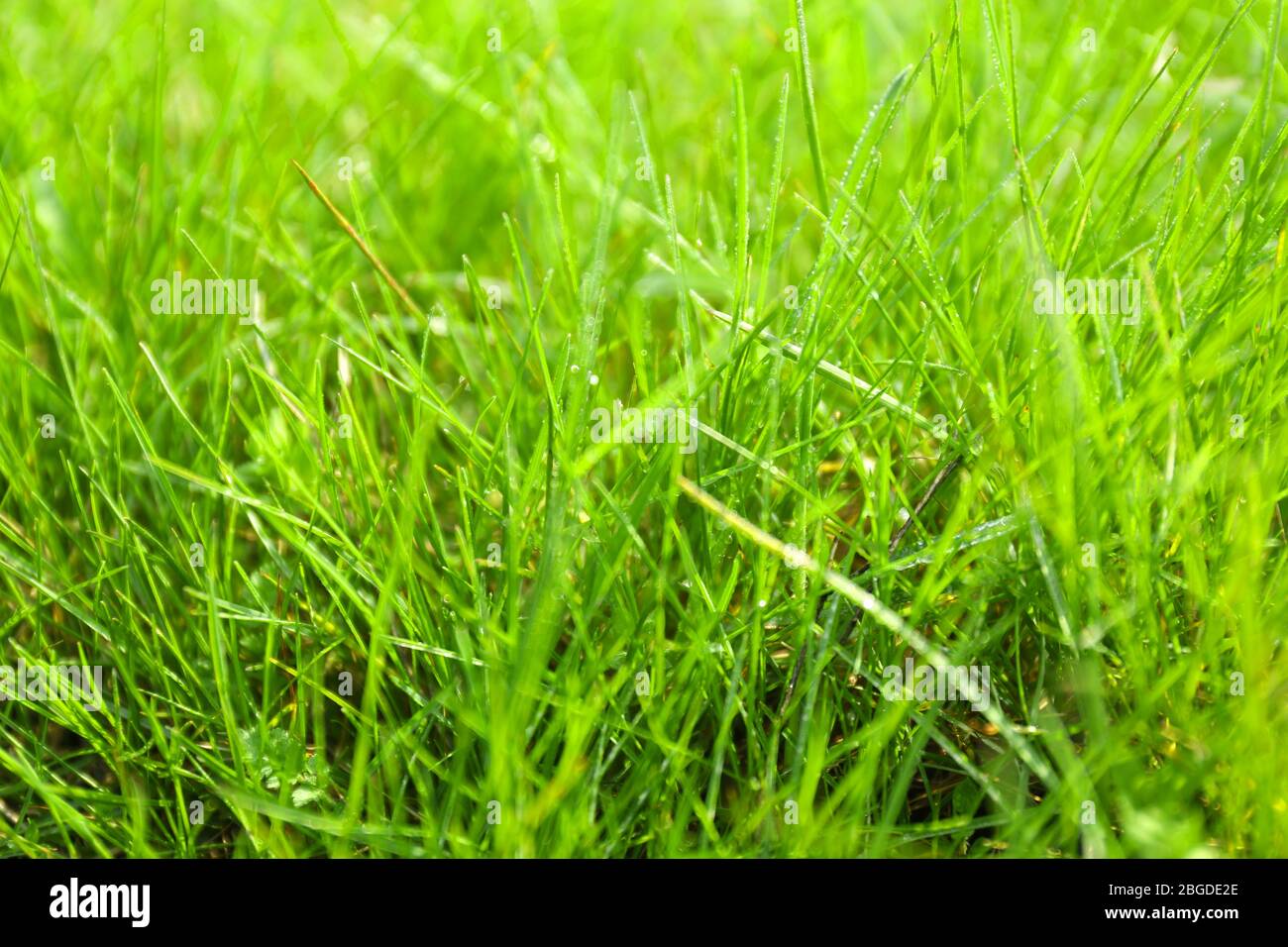 Beautiful spring grass outdoors Stock Photo - Alamy
