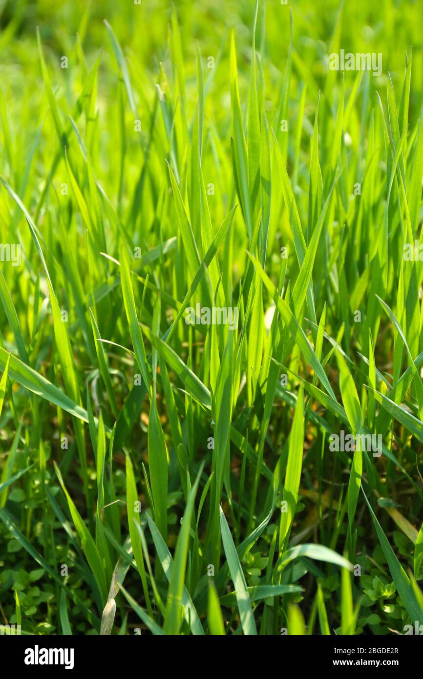 Beautiful spring grass outdoors Stock Photo - Alamy