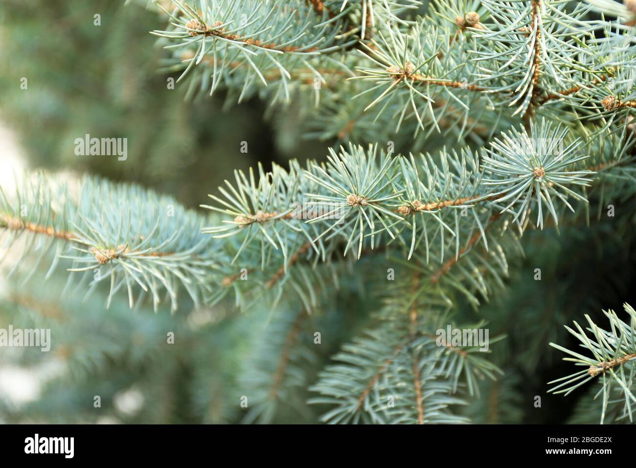 Christmas tree branch close-up outdoor Stock Photo - Alamy