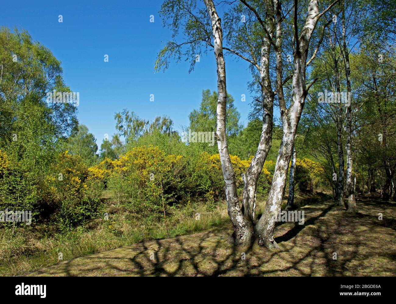 Skipwith Common, North Yorkshire, England UK Stock Photo - Alamy
