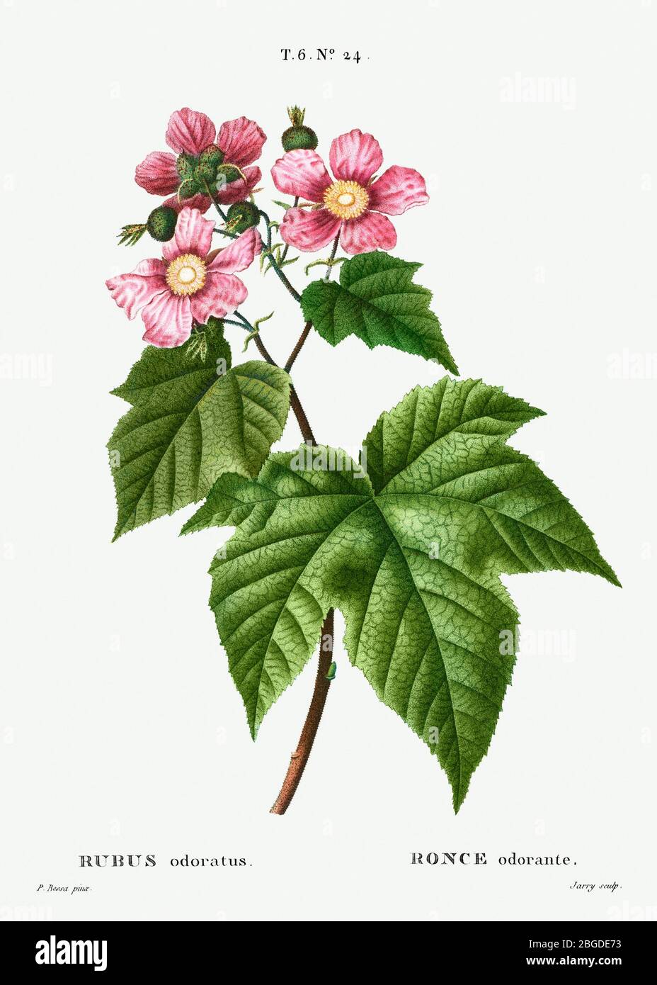 Raspberry botanical illustration hi-res stock photography and images ...