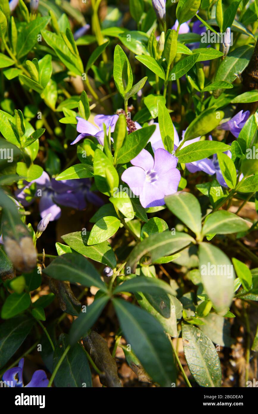 Beautiful periwinkle flowers on green grass Stock Photo - Alamy
