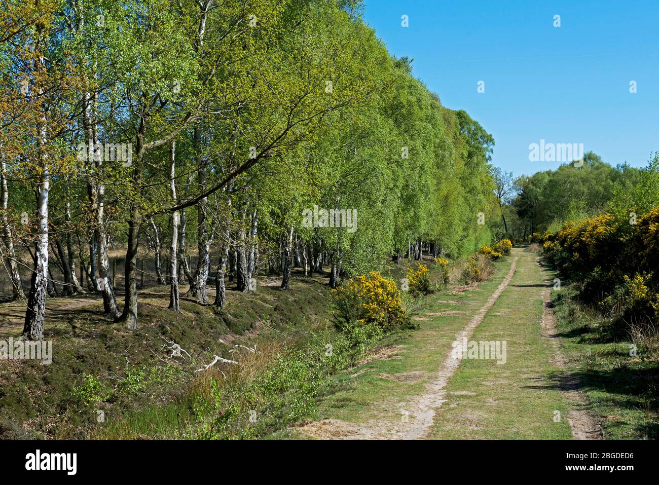 Skipwith Common, North Yorkshire, England UK Stock Photo - Alamy