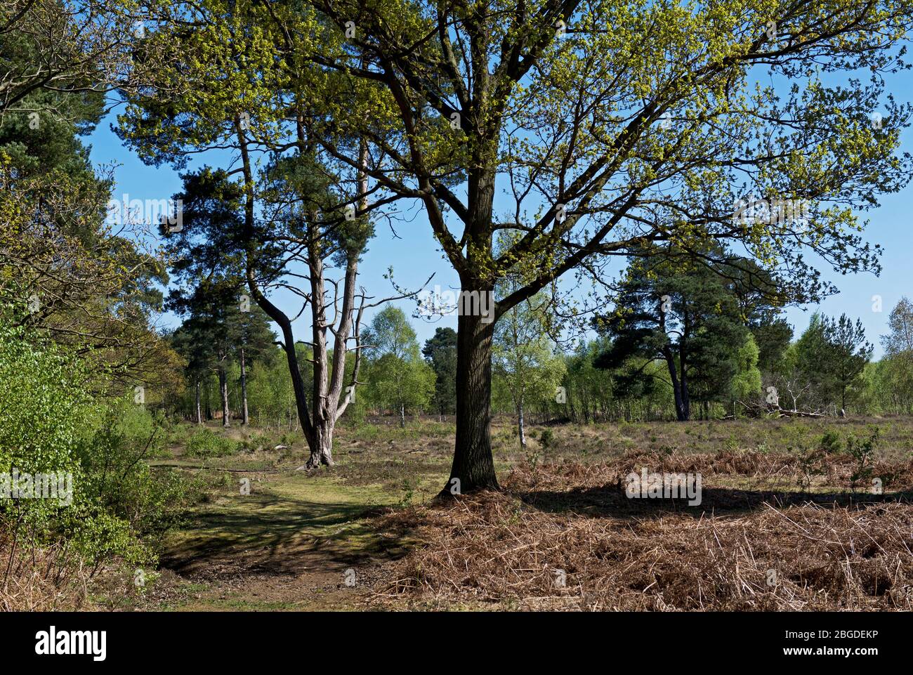 Skipwith Common, North Yorkshire, England UK Stock Photo - Alamy