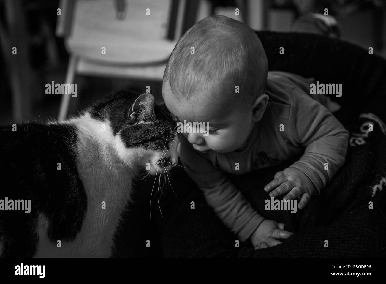 Baby loves pets hi-res stock photography and images - Alamy