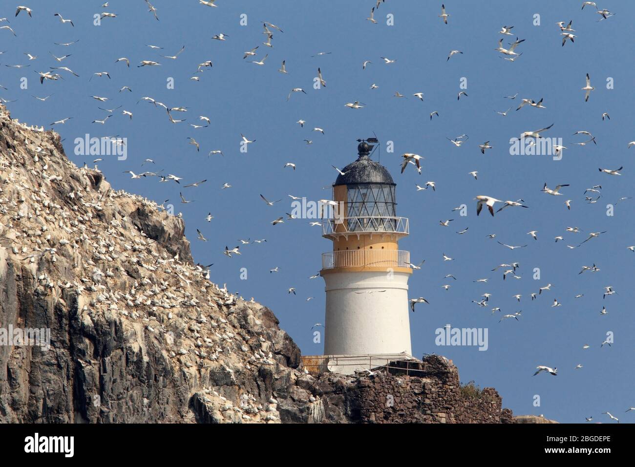 Gannet colonies hi-res stock photography and images - Alamy