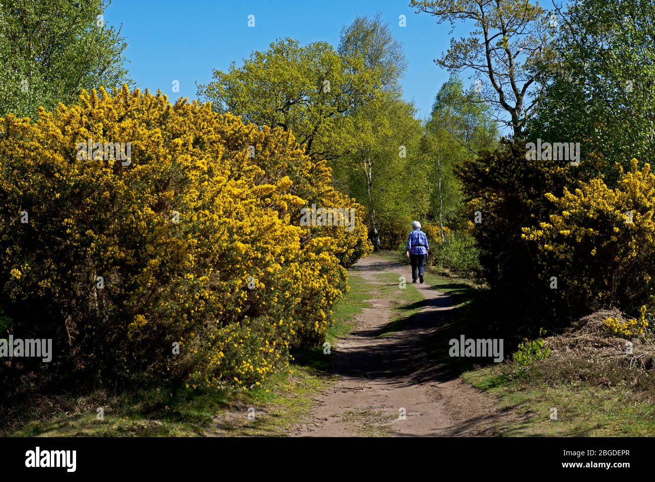 Skipwith Common National Nature Reserve High Resolution Stock ...