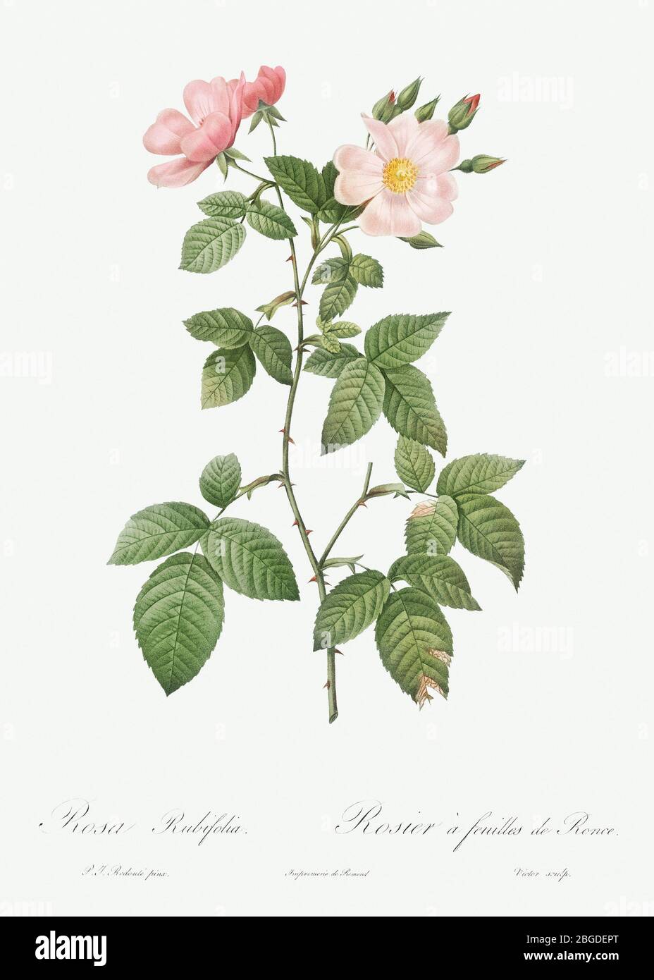 Bramble botanical illustration hi-res stock photography and images - Alamy