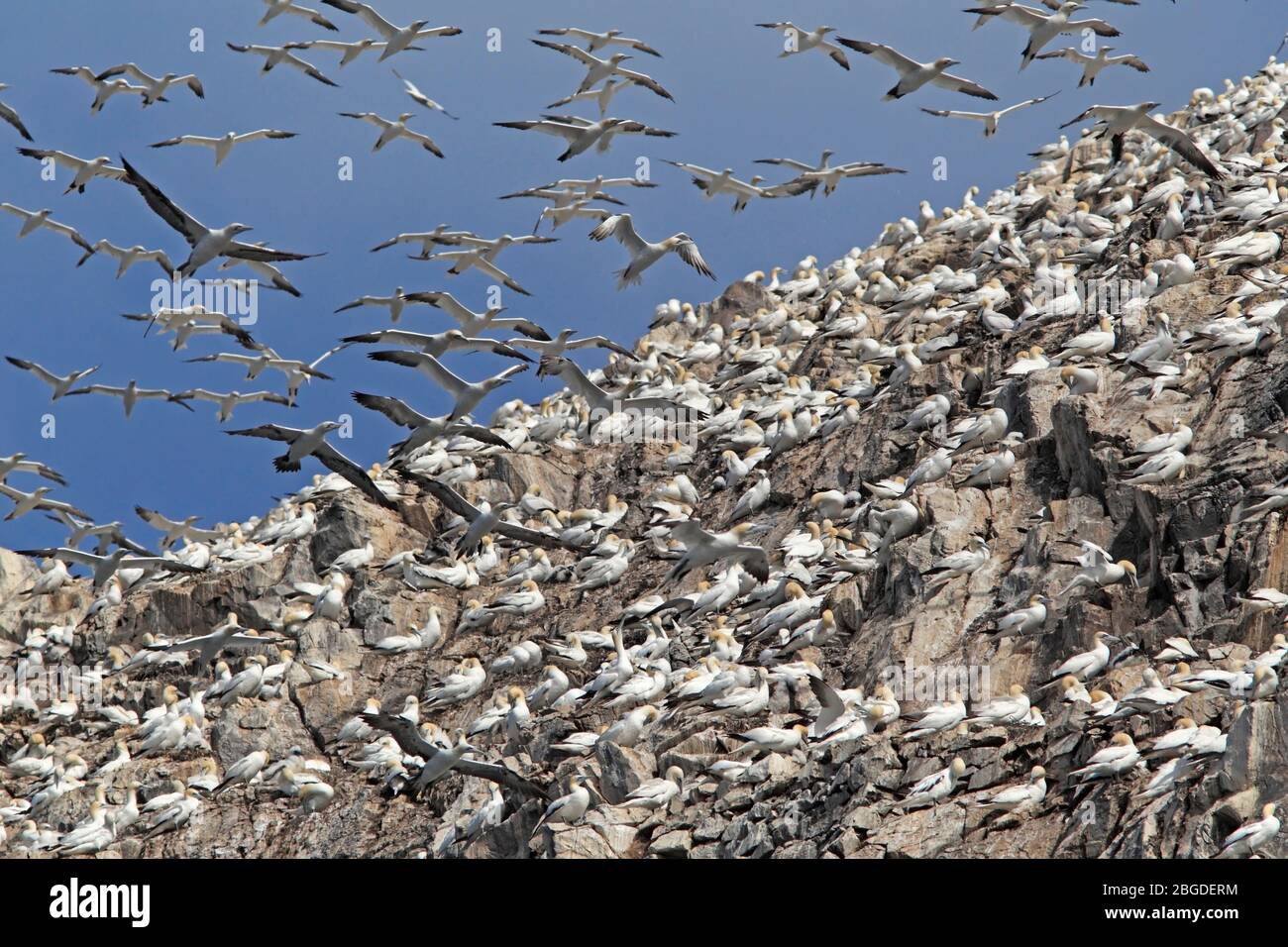Scottish gannet hi-res stock photography and images - Alamy