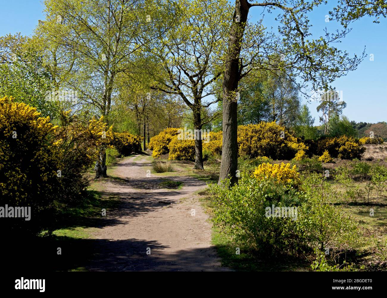 Skipwith Common, North Yorkshire, England UK Stock Photo - Alamy