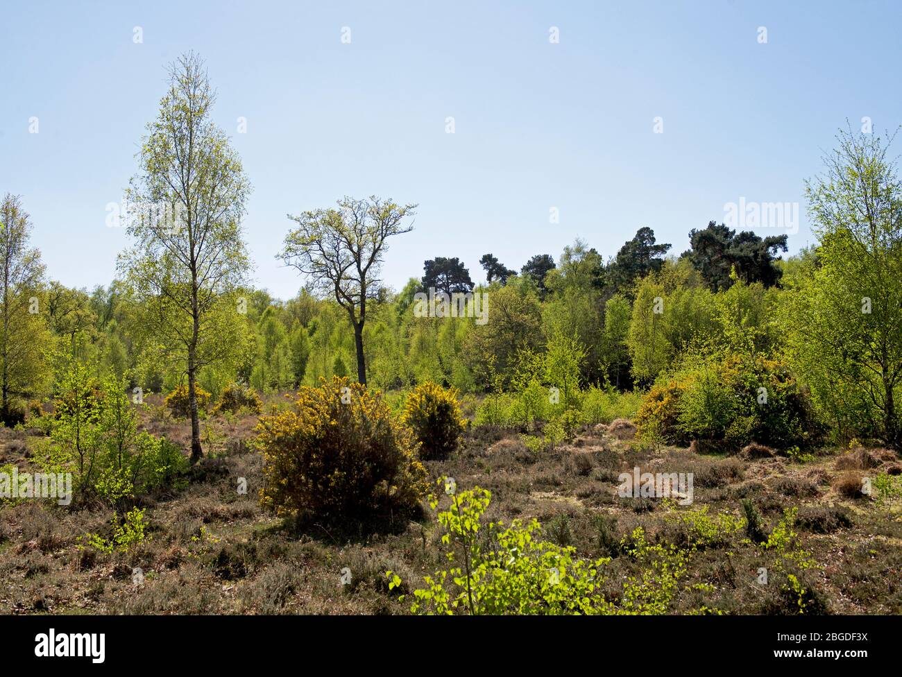 Skipwith Common, North Yorkshire, England UK Stock Photo - Alamy