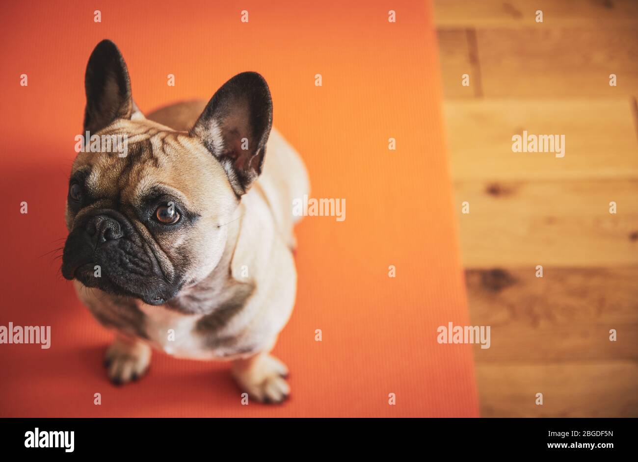 French Bulldog puppy sitting on yoga mat shot above with copy-space ...