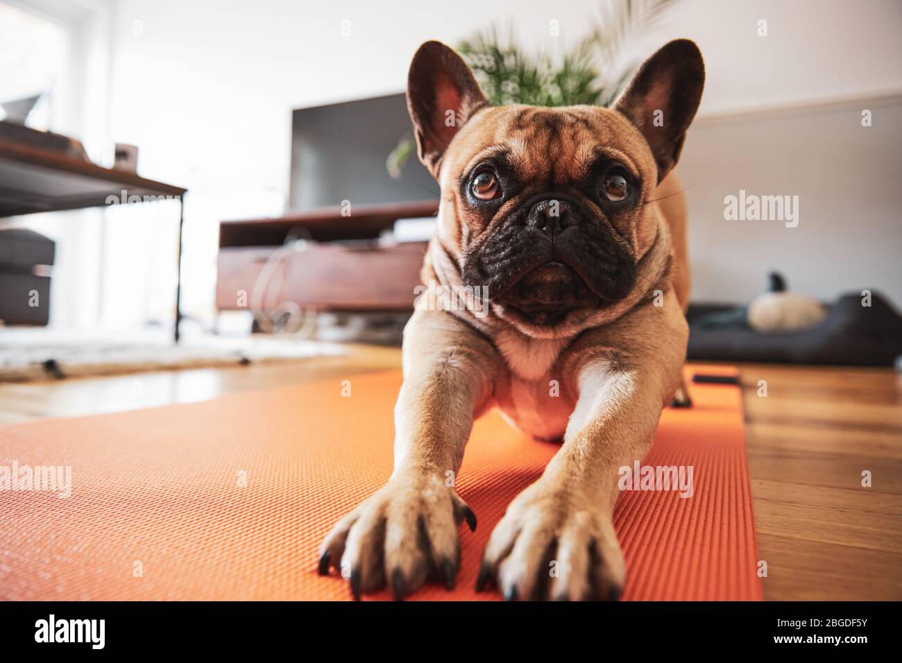 French Bulldog puppy stretching on yoga mat in living room Stock Photo ...