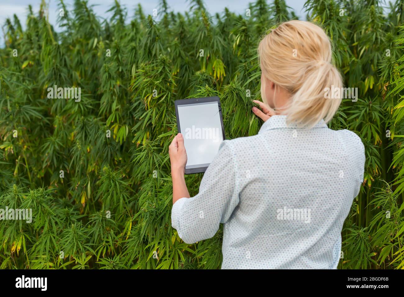 Woman observing CBD hemp plants and taking notes in tablet. She is on ...