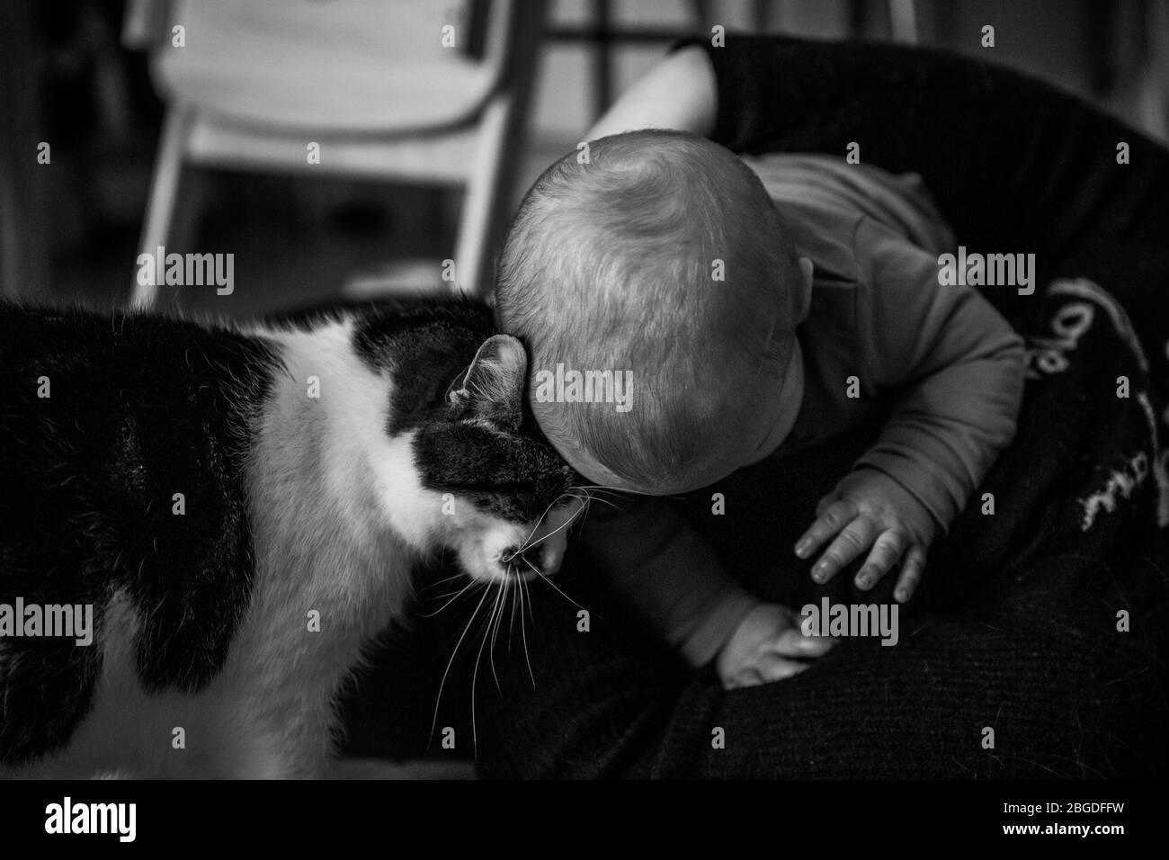 Baby loves pets hi-res stock photography and images - Alamy
