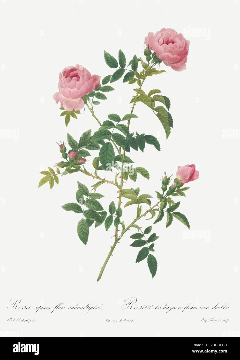 Semi double roses hi-res stock photography and images - Alamy