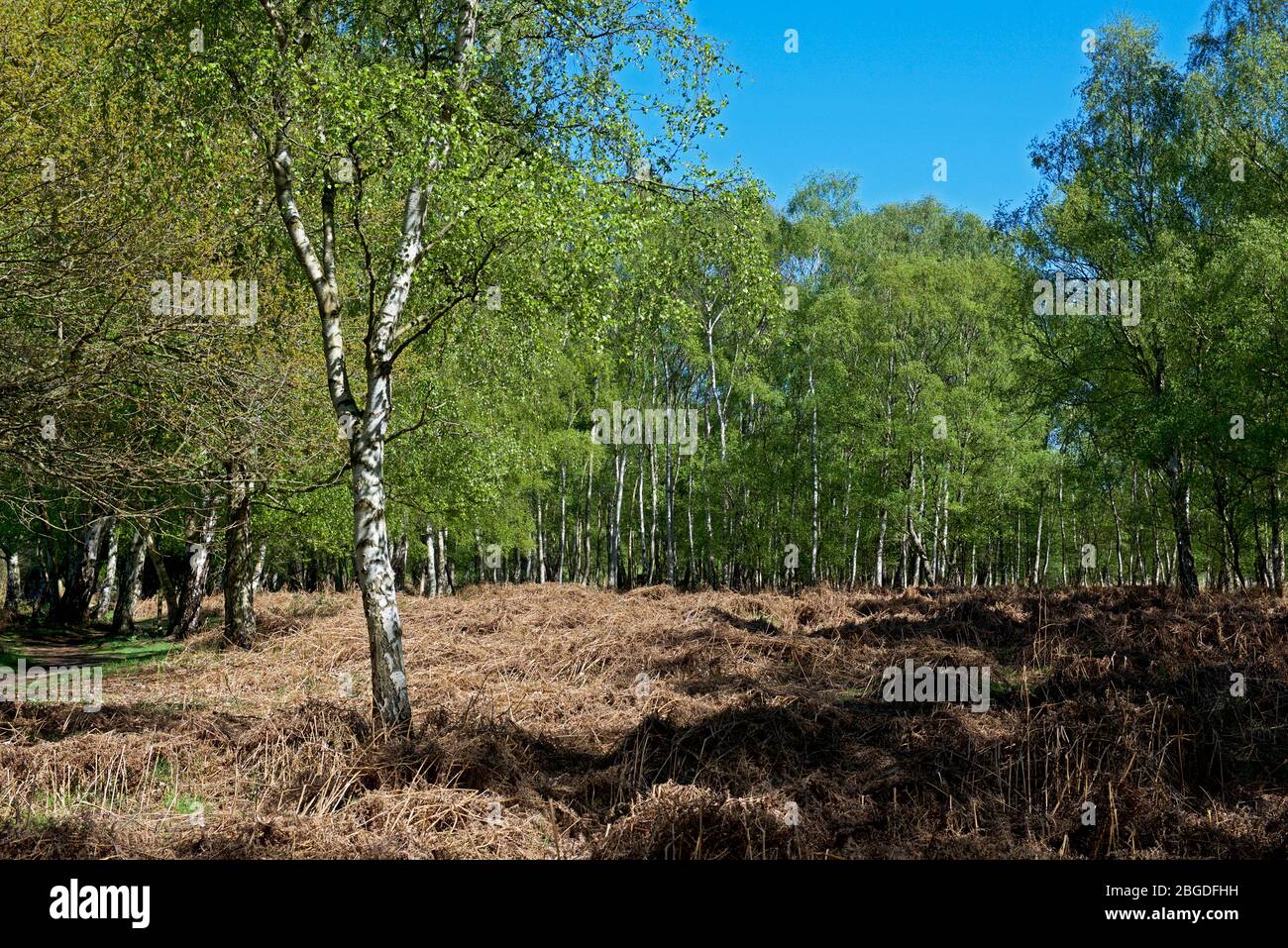 Silver birch tree, Skipwith Common, North Yorkshire, England UK Stock ...