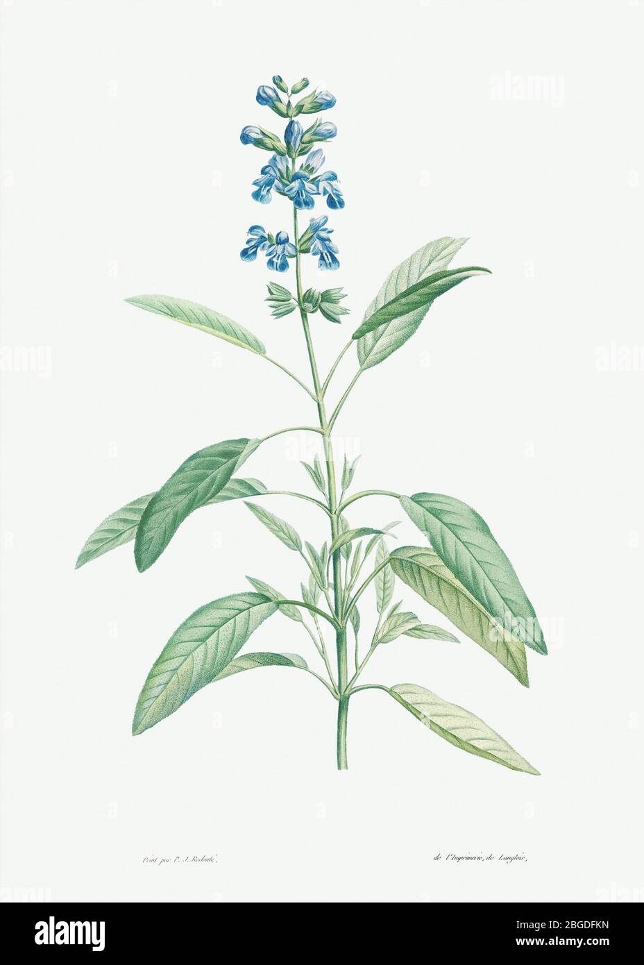 White sage botanical drawing hi-res stock photography and images - Alamy