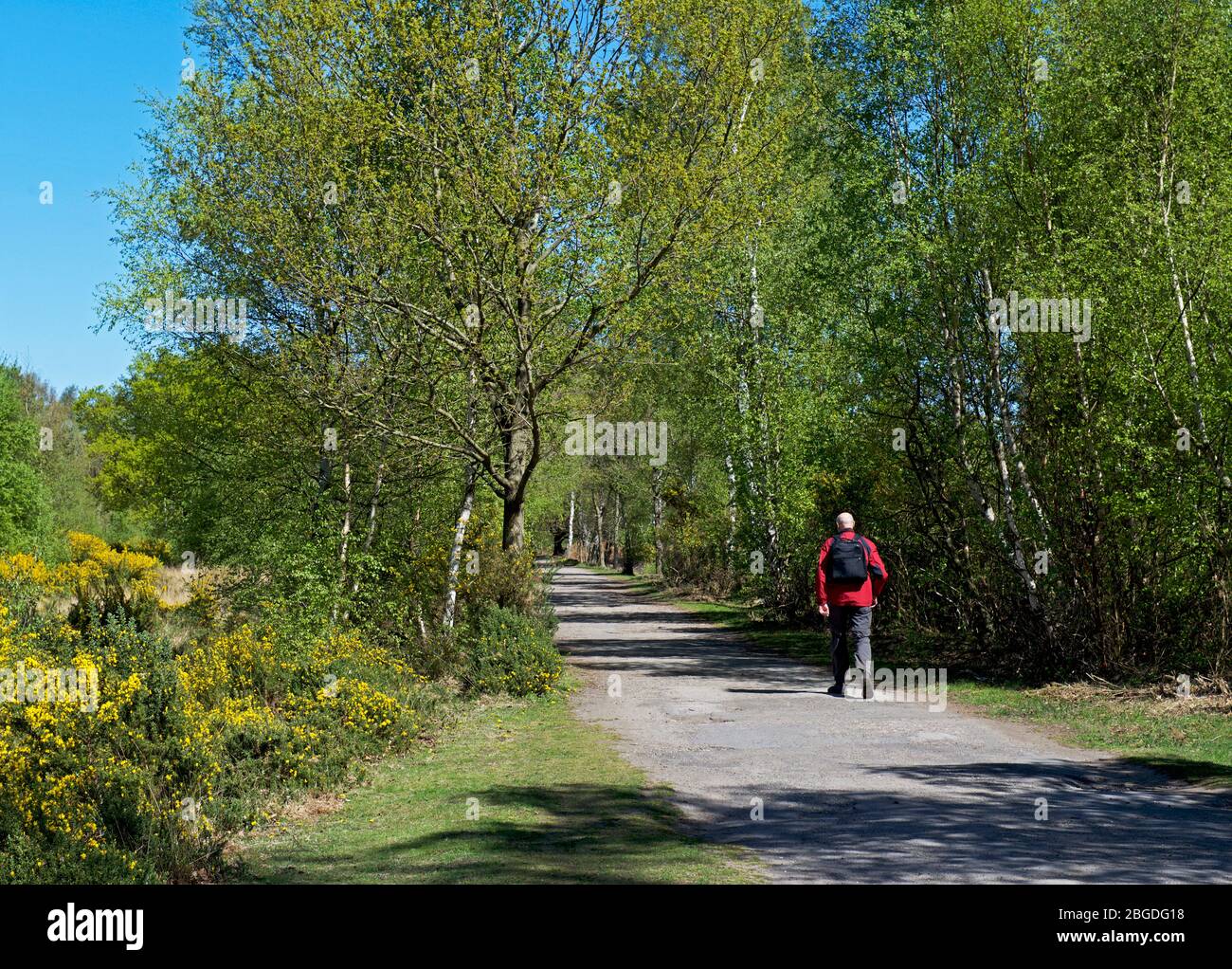 Man walking on Skipwith Common, North Yorkshire, England UK Stock Photo ...