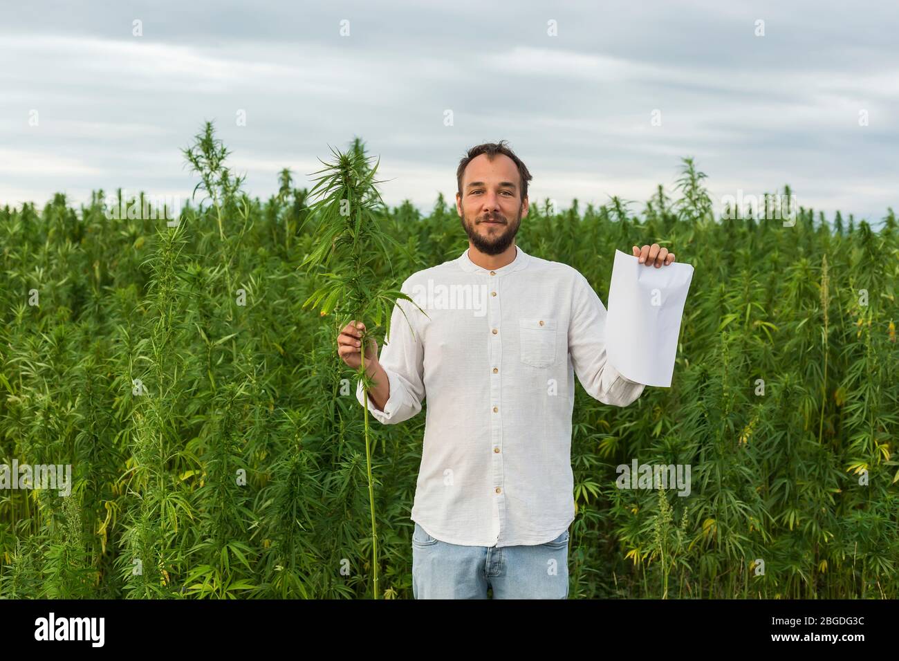 Man standing in marijuana CBD hemp plants field and holding and bud and ...