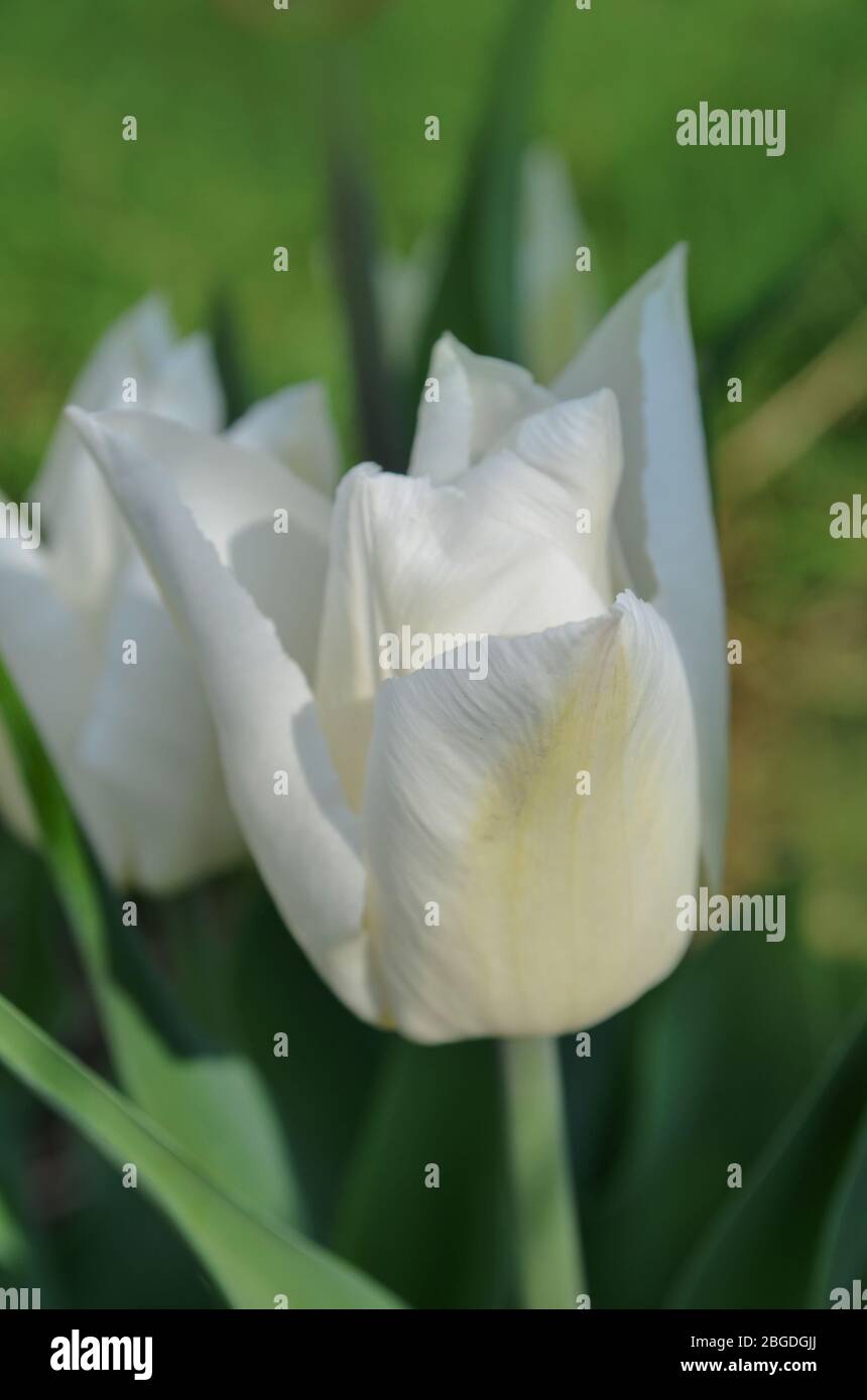 Tulip White prince. Tulip flower close up. Classically shaped white ...