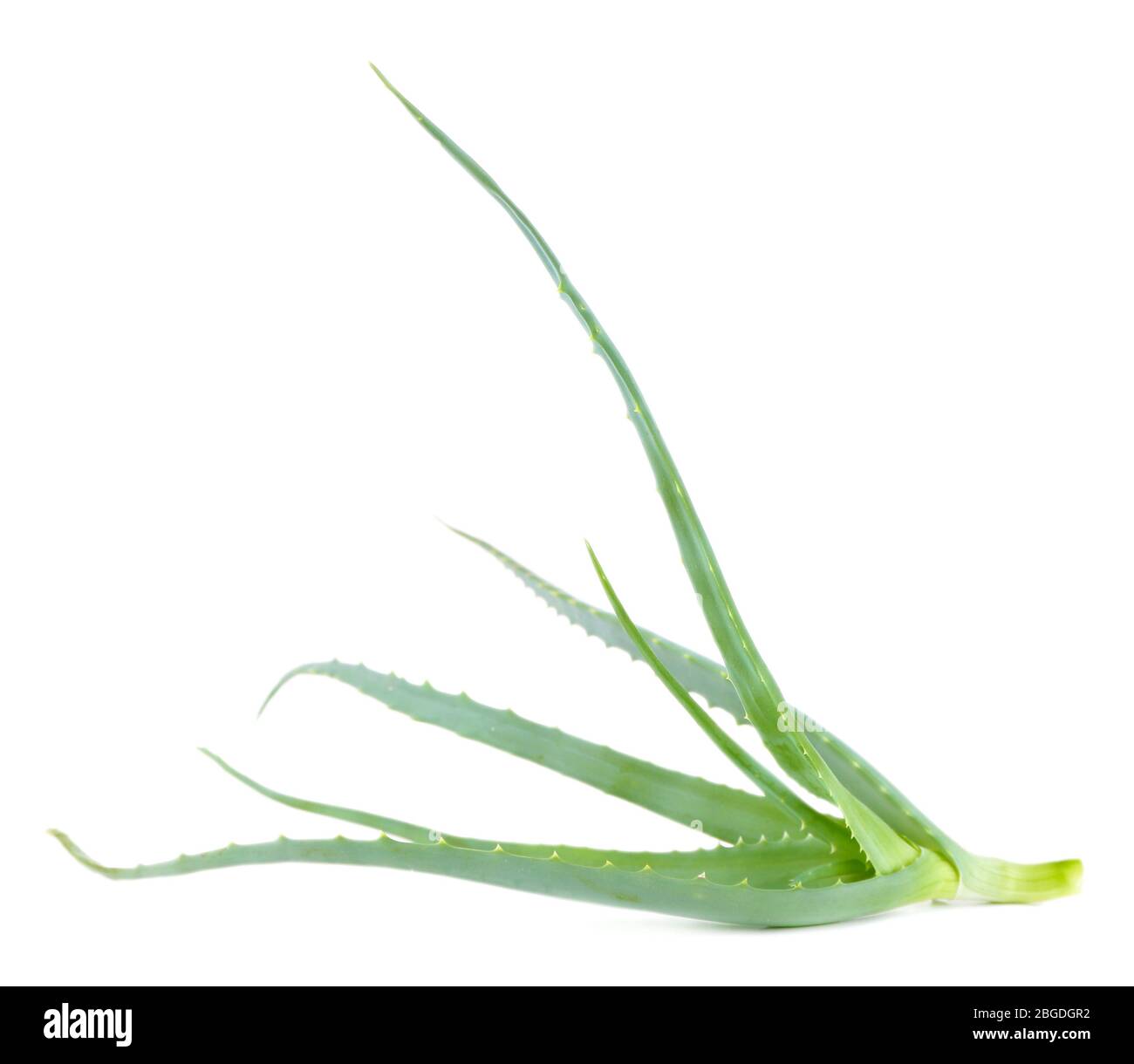 Fresh green aloe, isolated on white Stock Photo - Alamy