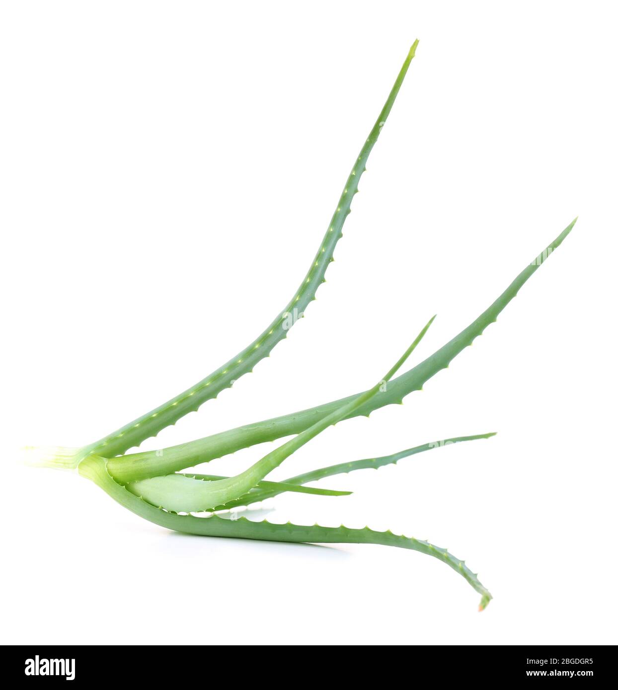 Fresh green aloe, isolated on white Stock Photo - Alamy
