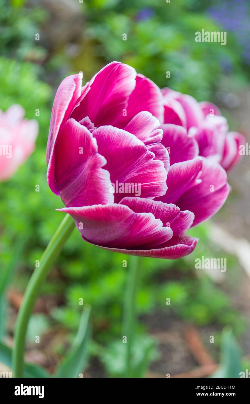 Beautiful purple tulip flower close up shot Stock Photo - Alamy