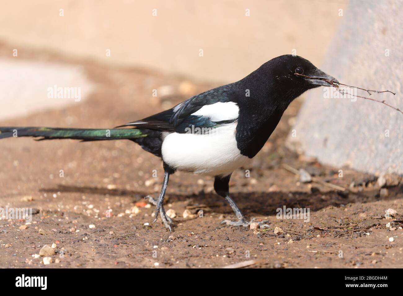 Magpie england nest hi-res stock photography and images - Alamy