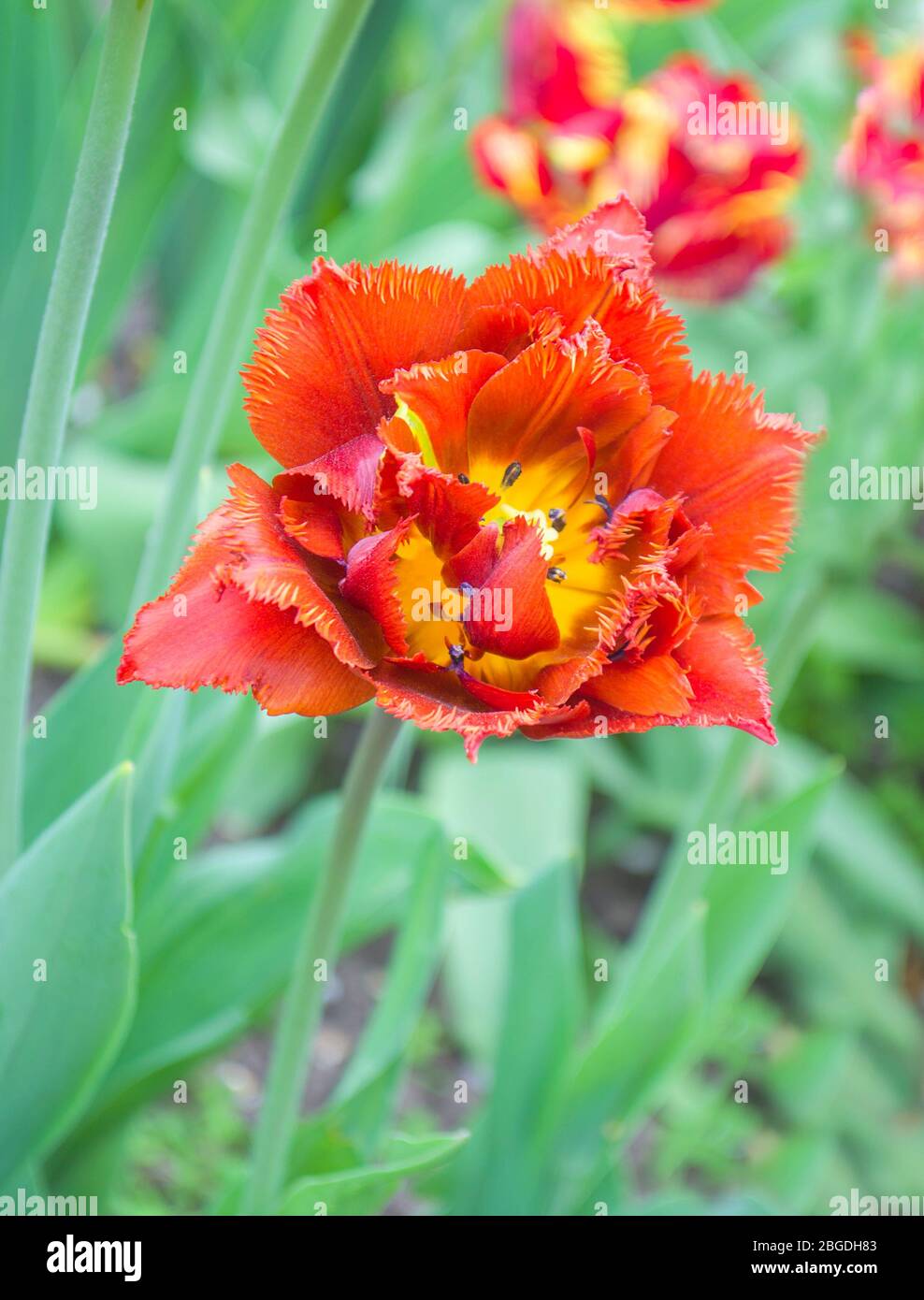 Red double petal tulip flowers. Beautiful colorful background Stock ...