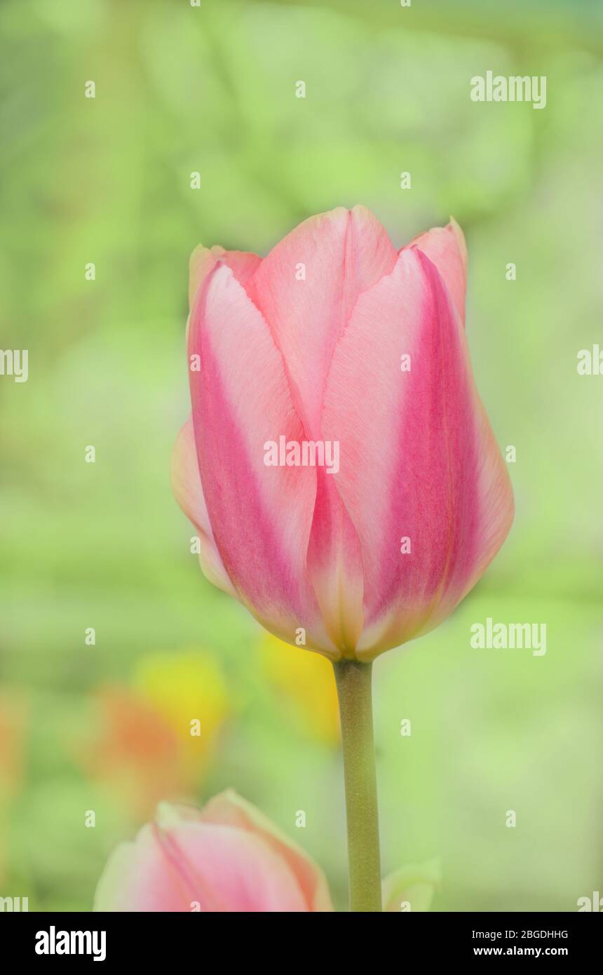 Two tone tulip a blend pink and white with yellow base. Early blooming ...