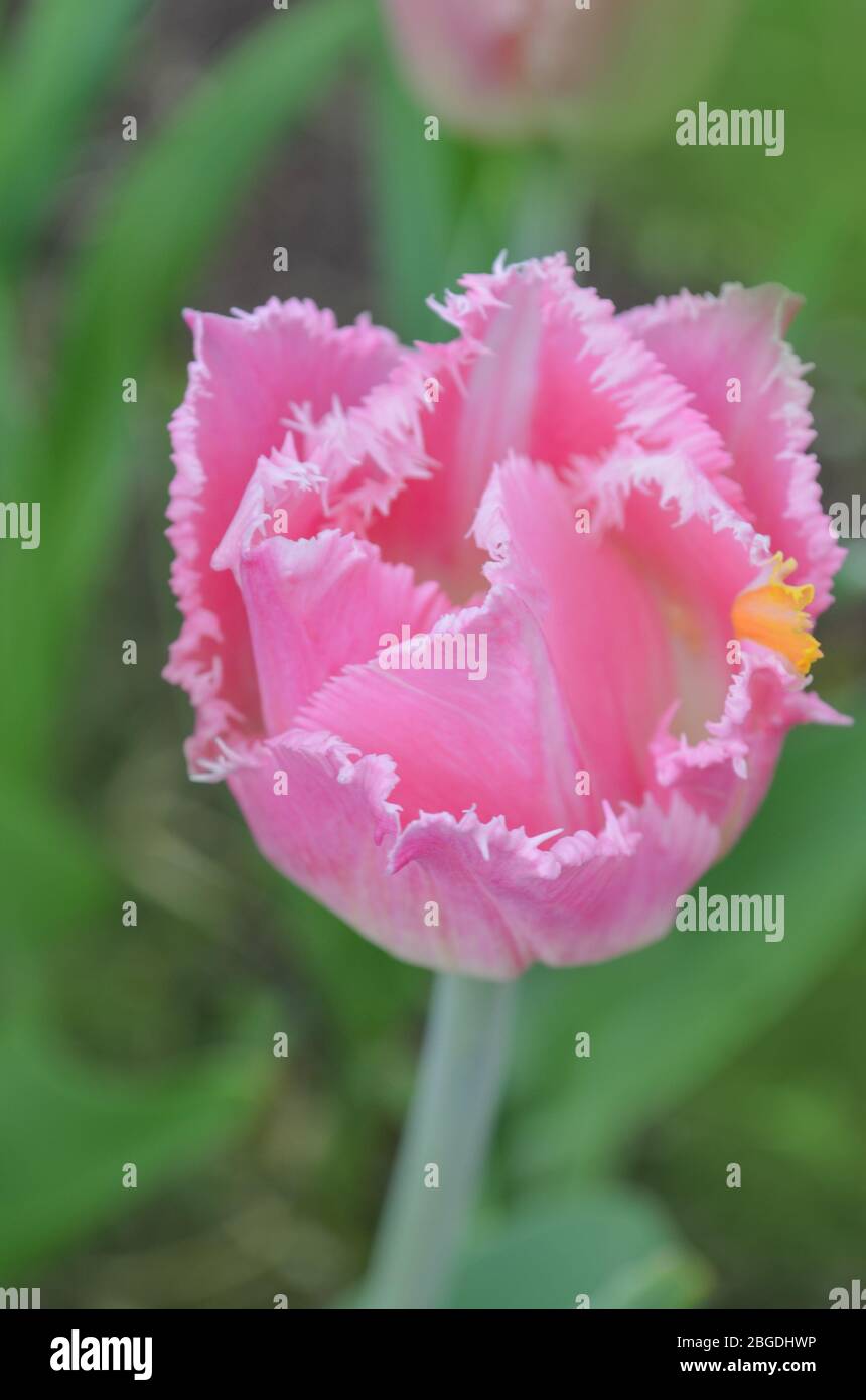 Pink white spring tulip blossom. Tulip New look fringed. Terry ...