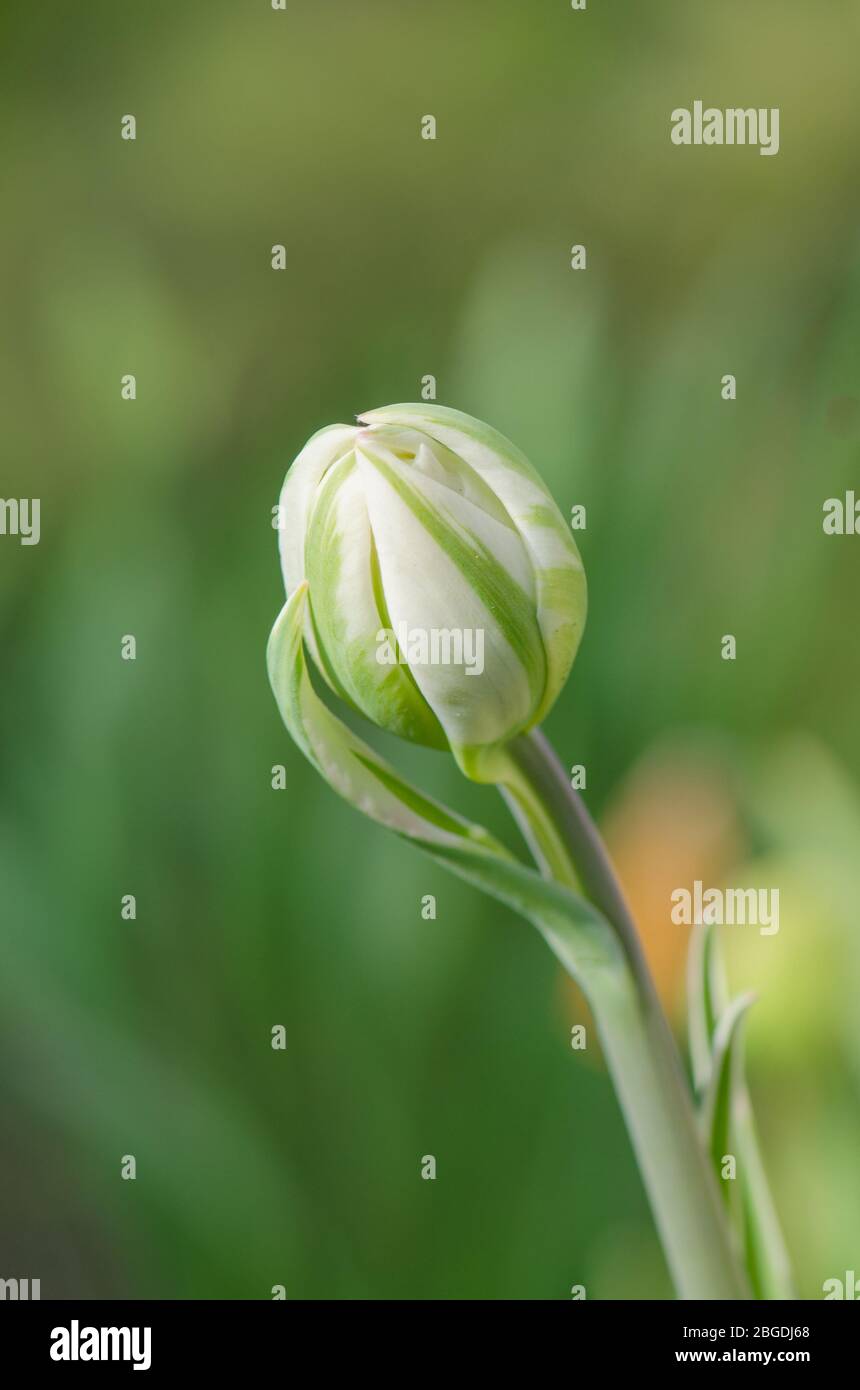Double white tulips in park outdoor. Double tulip Mondial Stock Photo ...