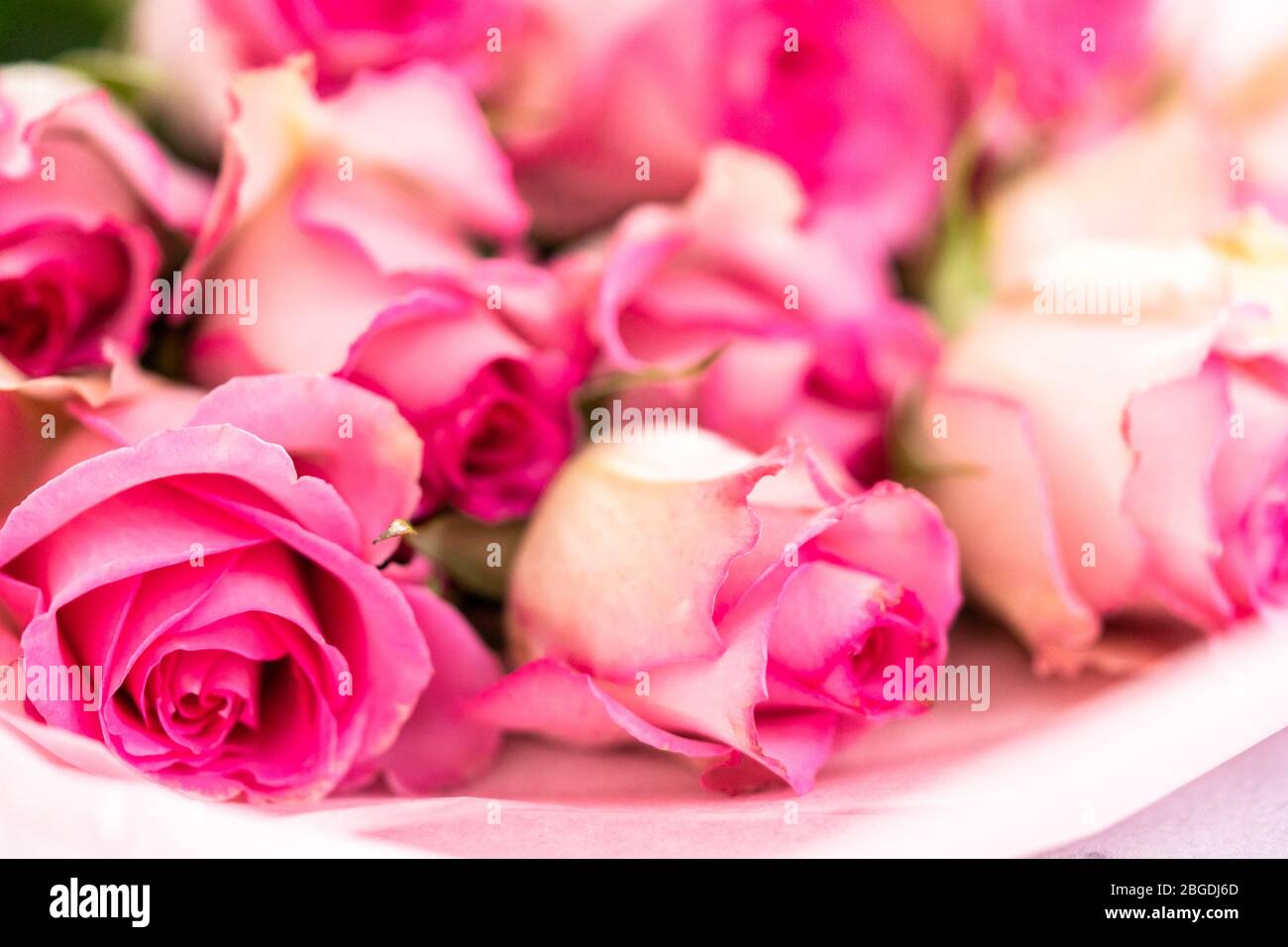 Close up of fresh pink roses on a white background Stock Photo - Alamy