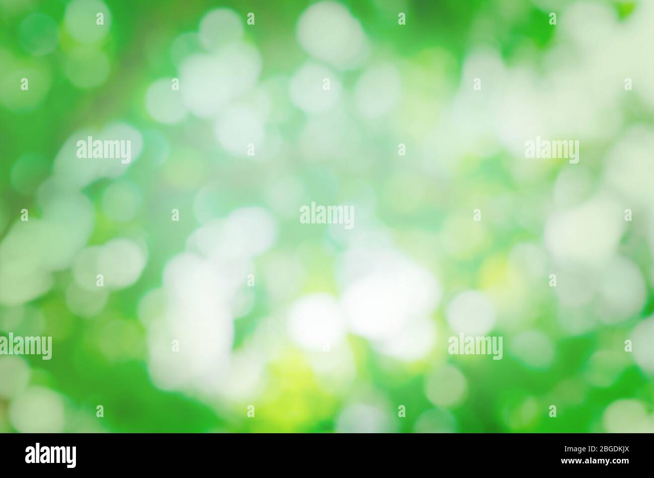 Green blurred background. Green bokeh out of focus foliage background. Fresh green bio abstract ...