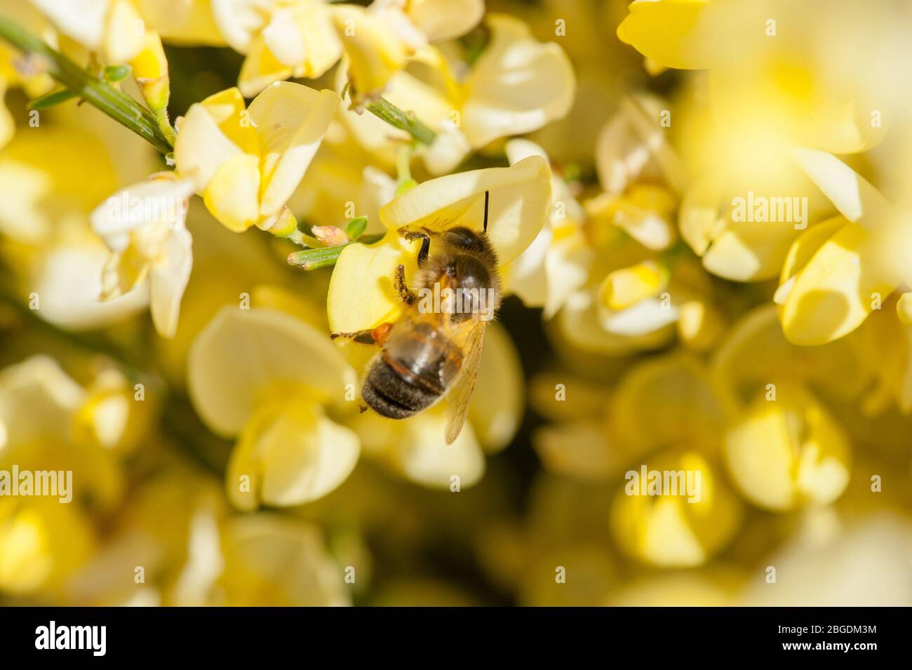 Broom flowers hi-res stock photography and images - Alamy