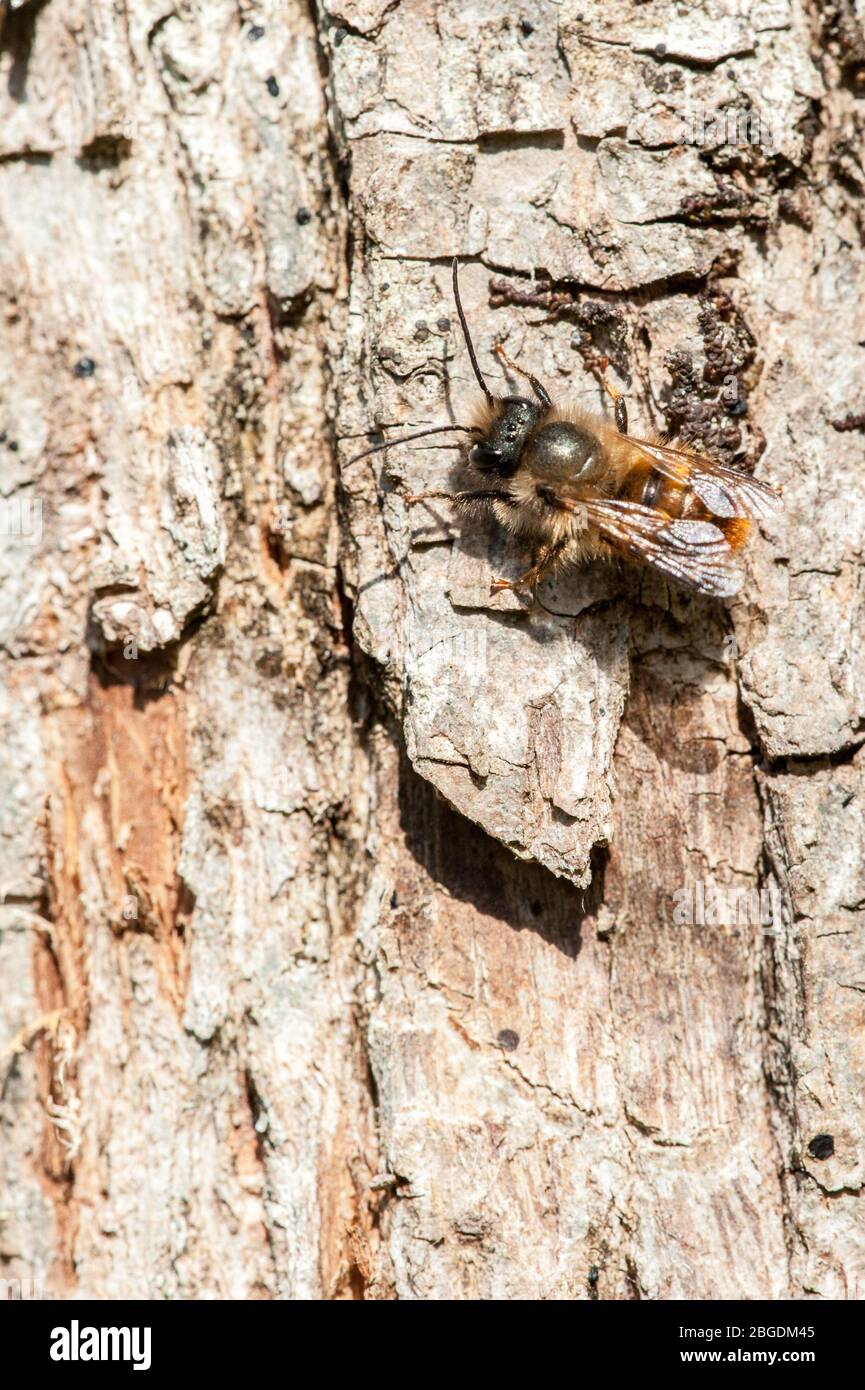 Bee trunk hi-res stock photography and images - Alamy