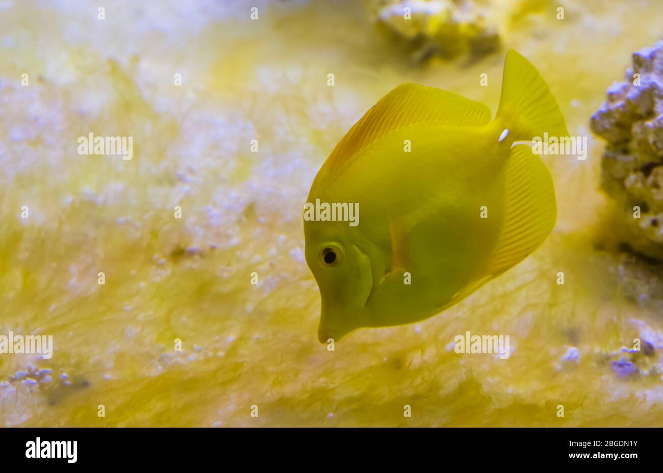 closeup portrait of a yellow tang fish, one of the most popular fishes ...