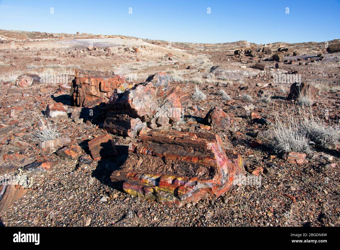 Desert fossils ancient landscape fossilized hi-res stock photography ...