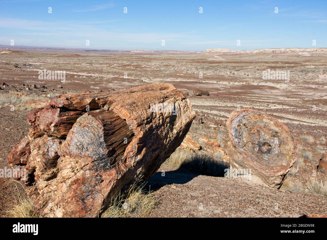 Petrified tree in Petrified Forest National Park in Arizona USA Stock ...