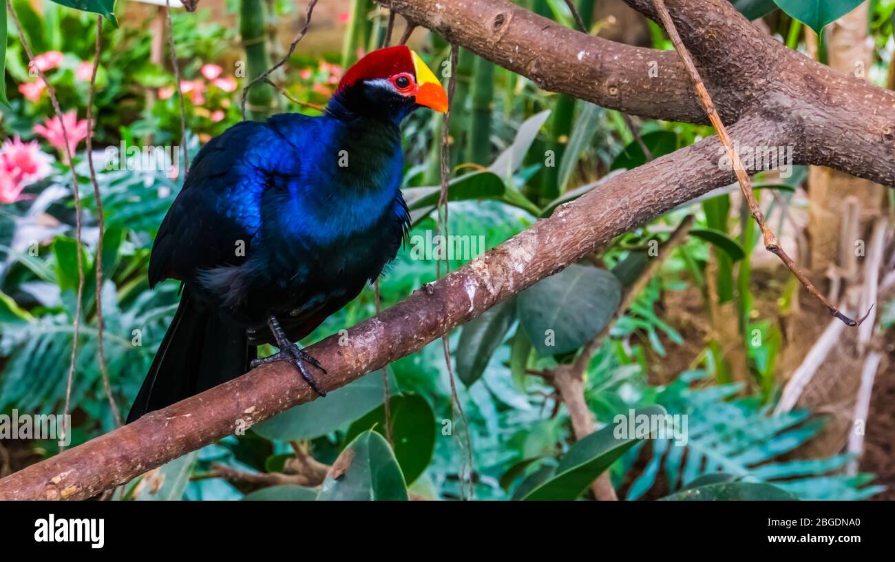 closeup of a violet turaco sitting in a tree, popular exotic bird ...