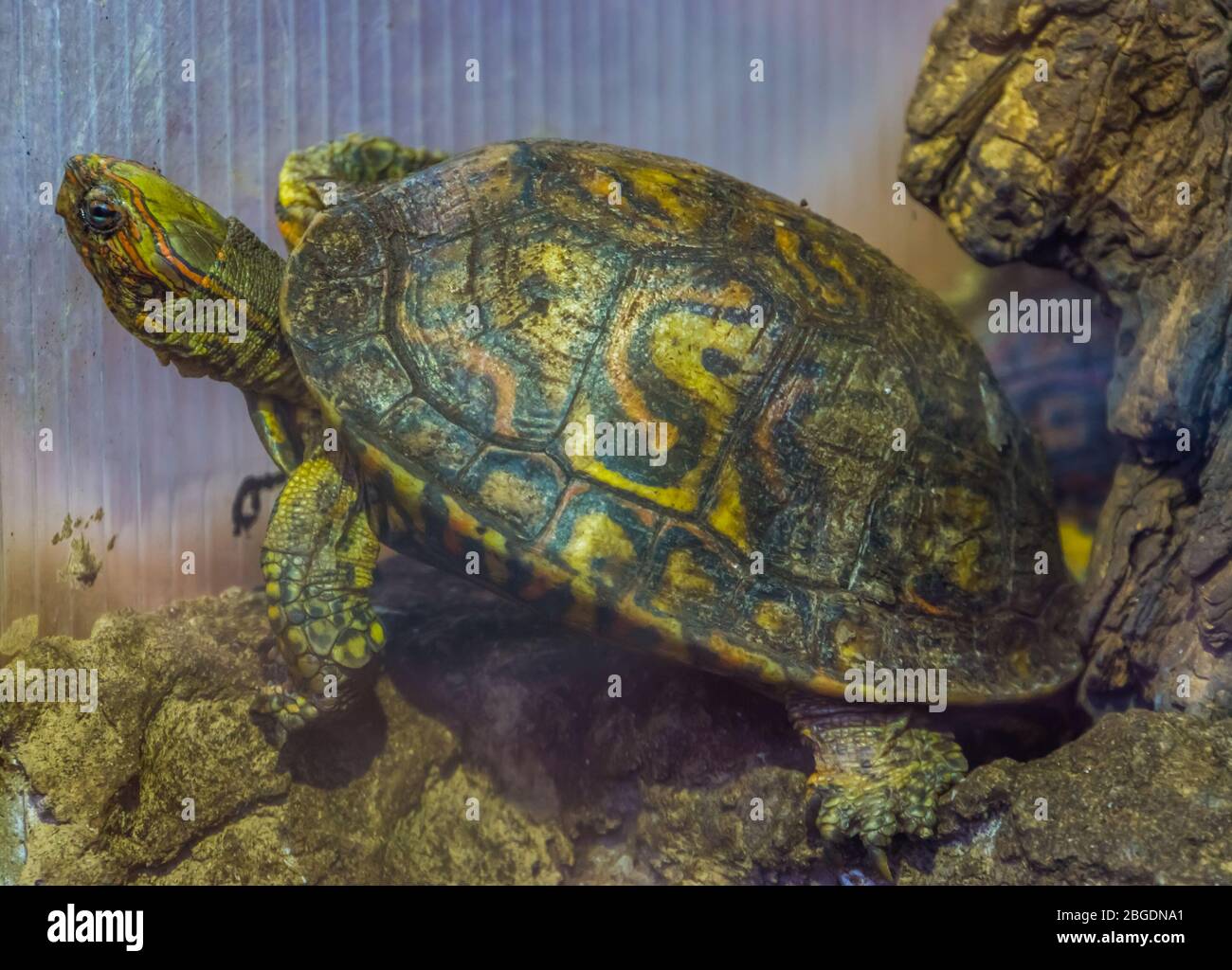 Beautiful portrait of a painted wood turtle, Tropical reptile specie ...