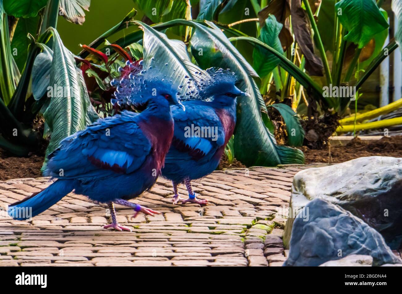 victoria crowned pigeon couple walking together, tropical and colorful ...