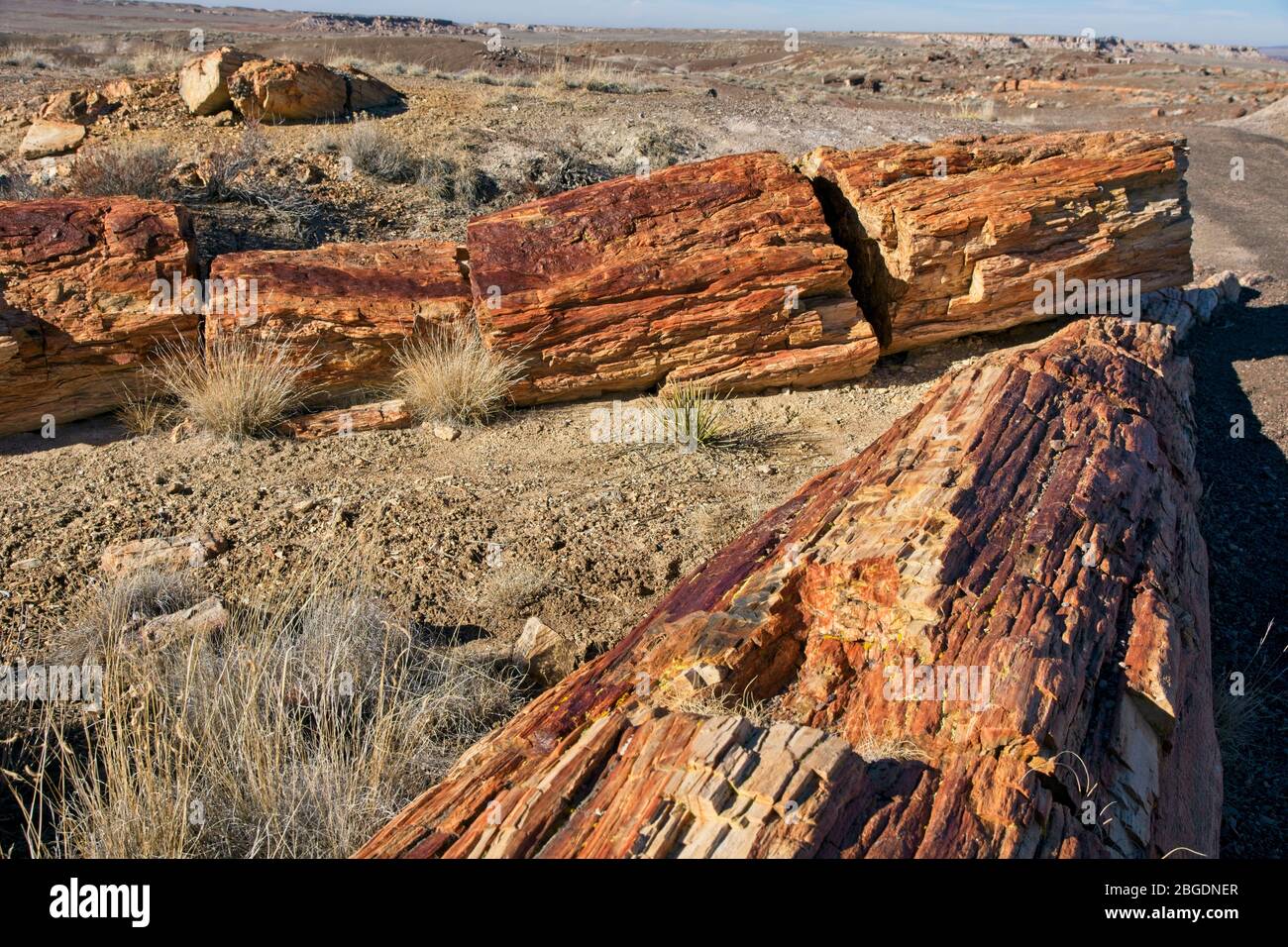 Petrified tree in Petrified Forest National Park in Arizona USA Stock ...