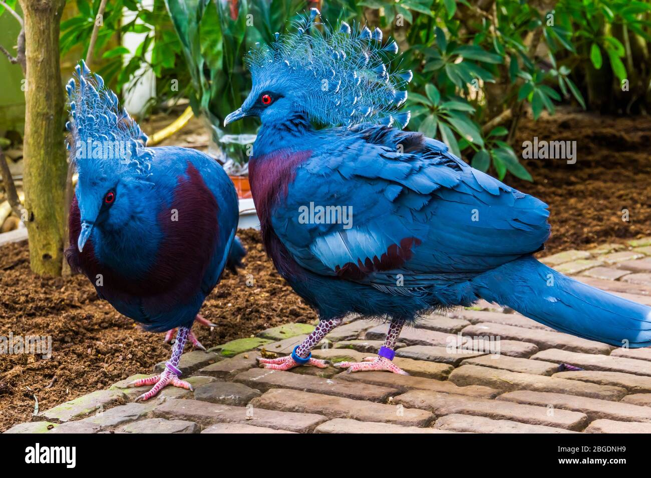 victoria crowned pigeon couple together, tropical and colorful birds ...